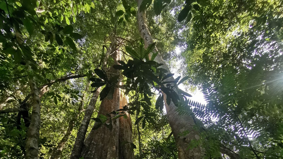 Royal Belum – Tourism Perak Malaysia